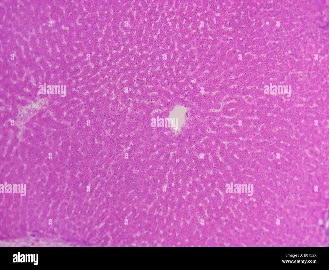 Liver Histology Slides
