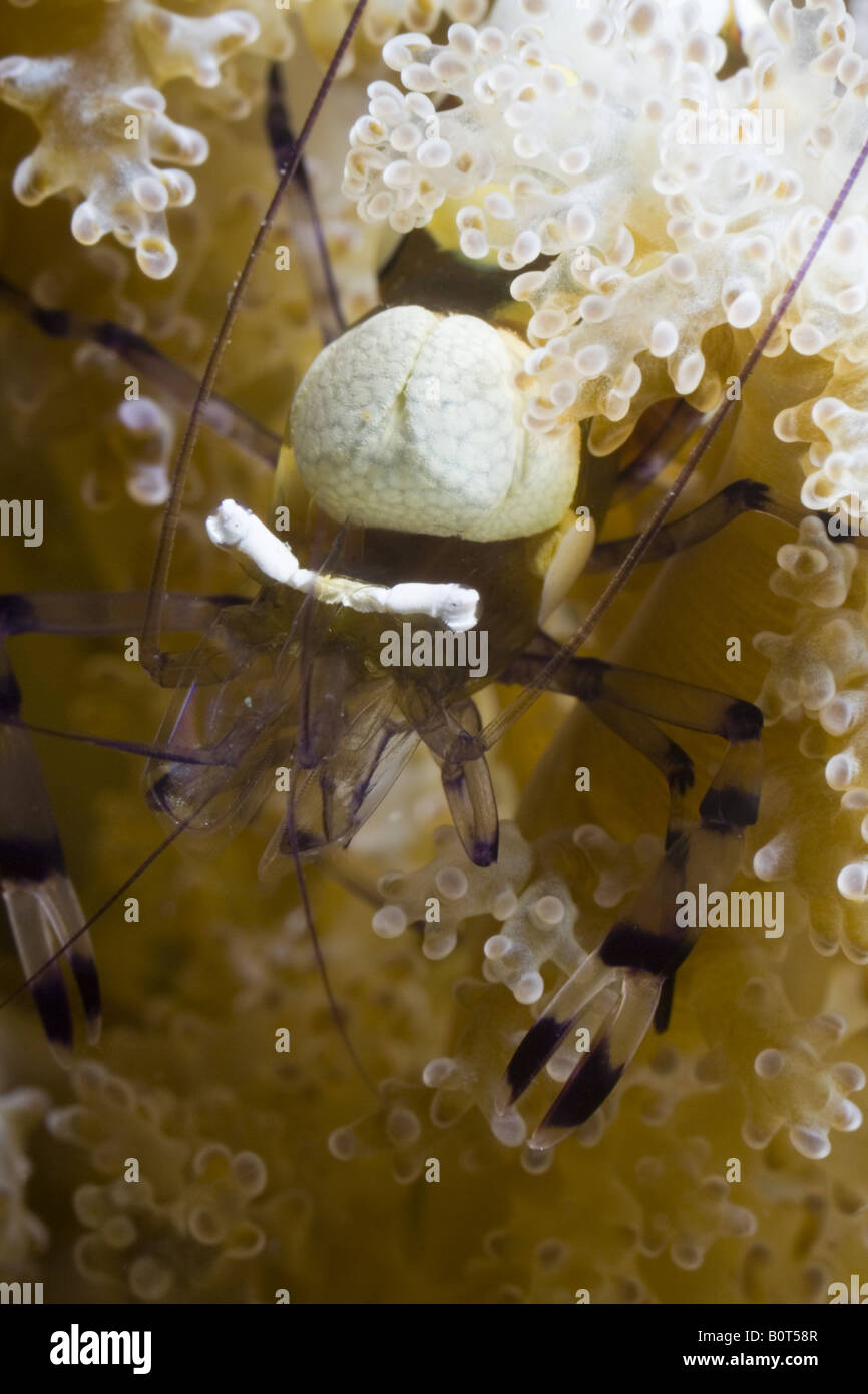 Commensal Shrimp with a transparent body with big white spots with the ...
