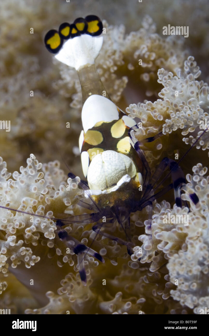 Commensal Shrimp with a transparent body with big white spots with the ...