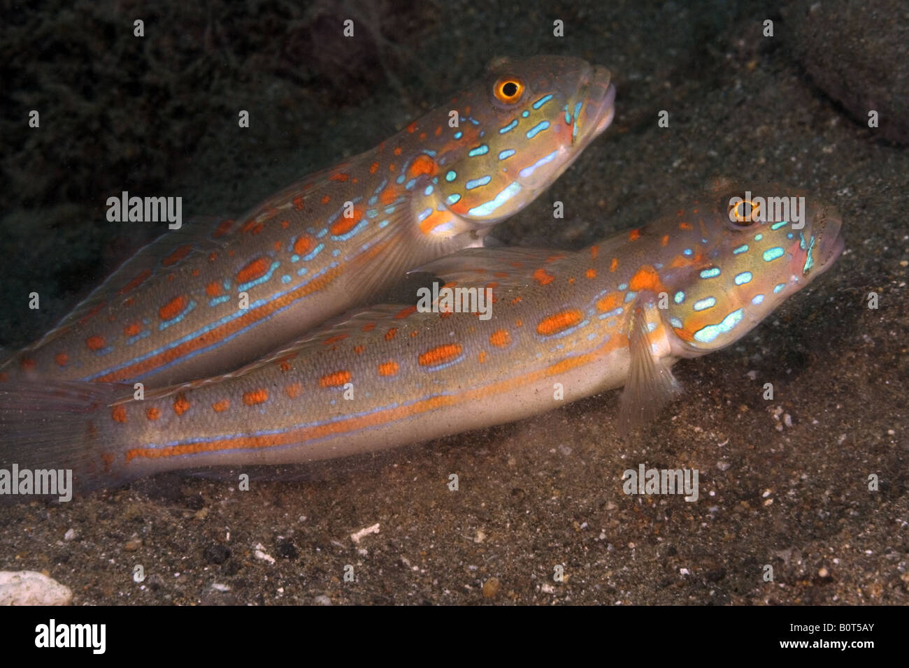 Gobies hi-res stock photography and images - Alamy