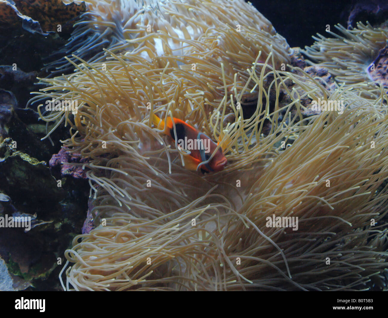 Underwater tropical fish hi-res stock photography and images - Alamy