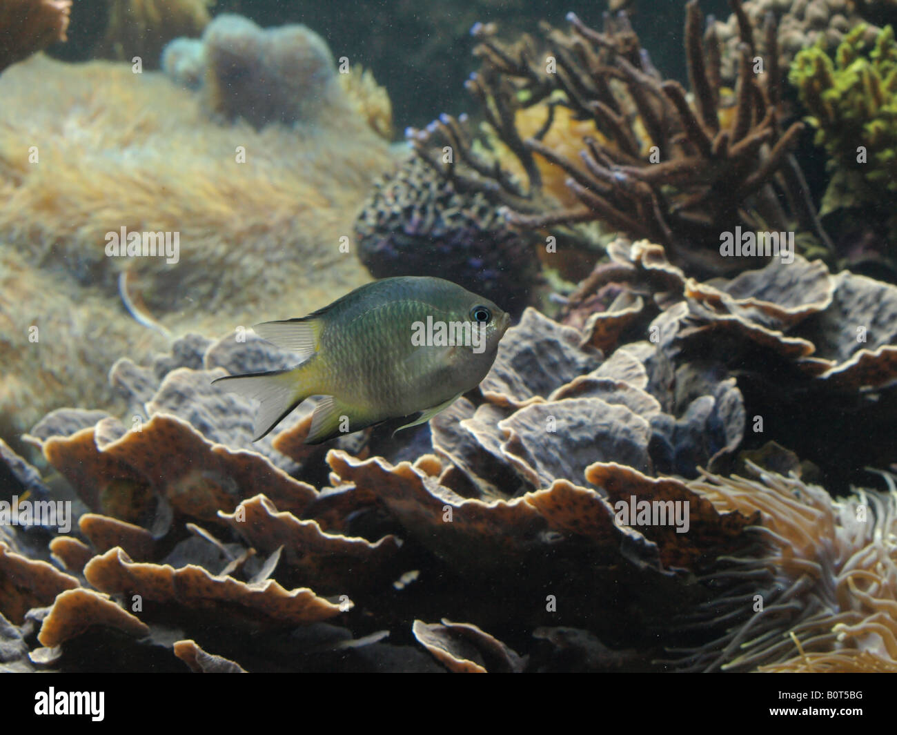 Underwater tropical fish hi-res stock photography and images - Alamy