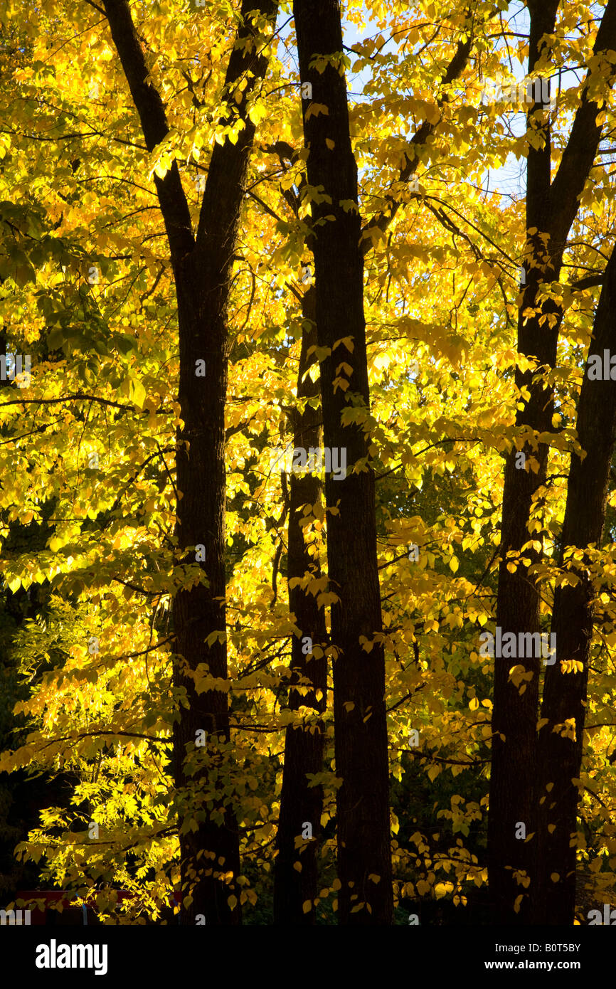 Colorful leaves autumn tourism hi-res stock photography and images - Alamy