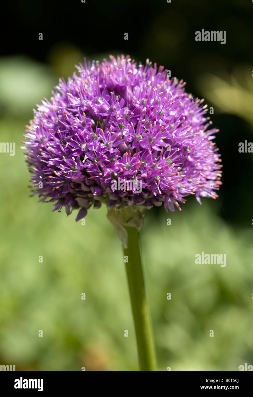 Giant Allium (Allium Giganteum Stock Photo - Alamy