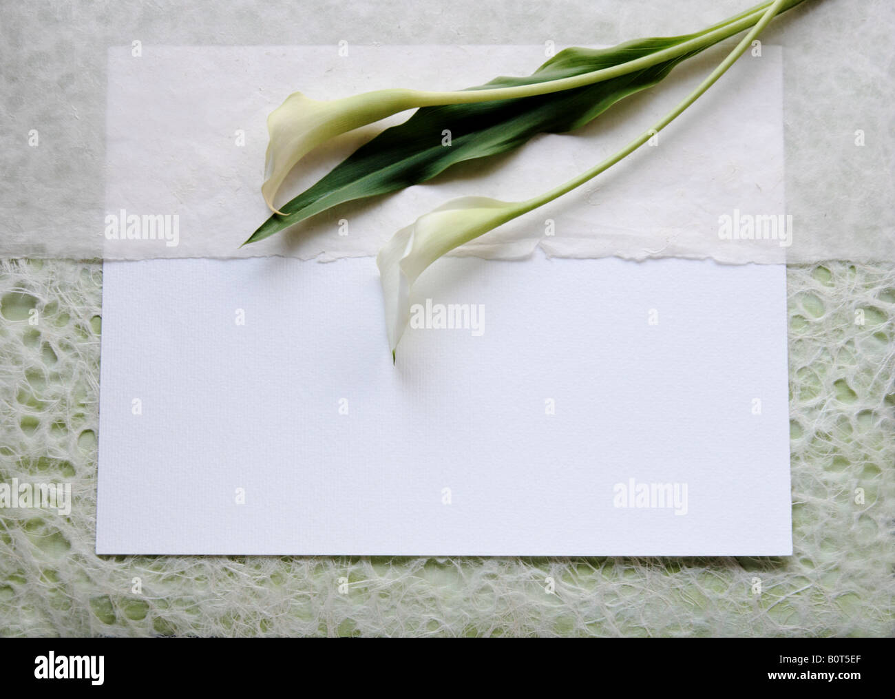 two calla lilies on textured paper Stock Photo - Alamy