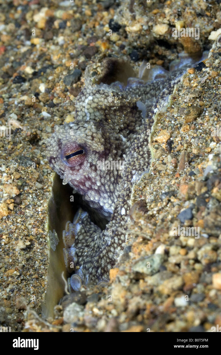 Hiding octopus hi-res stock photography and images - Alamy