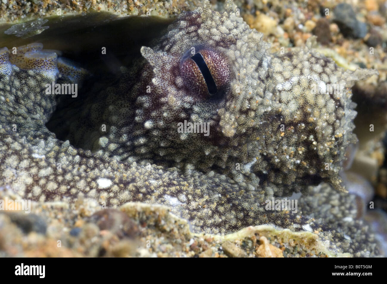 Octopus under water hi-res stock photography and images - Alamy