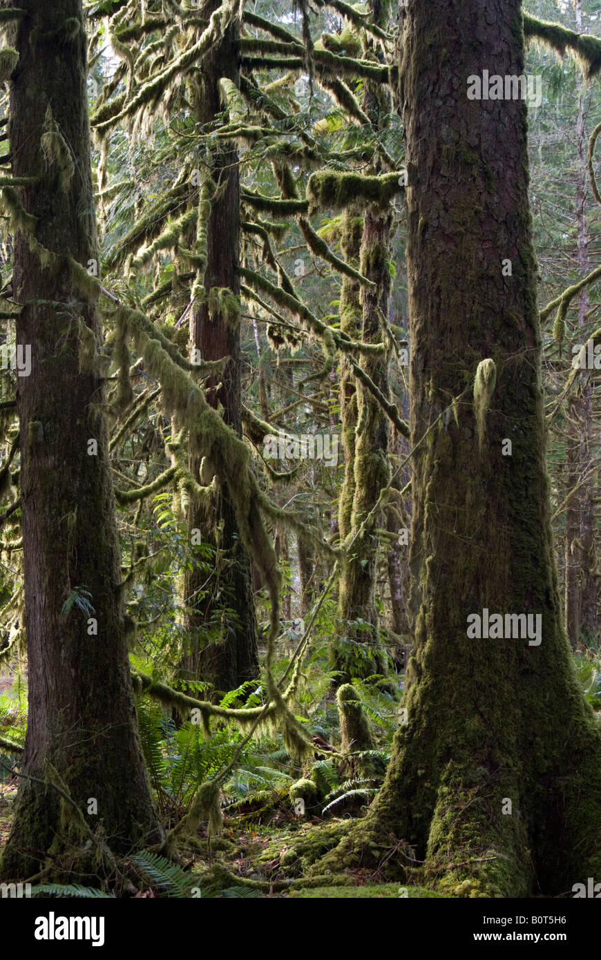 Mt baker snoqualmie national forest hi-res stock photography and images ...