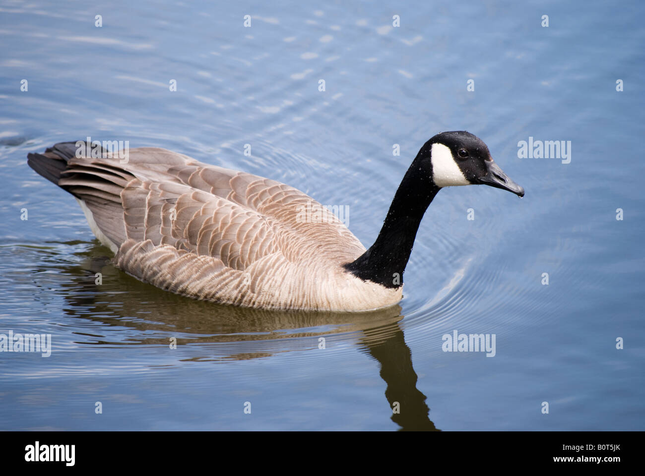 Canadian goose hi-res stock photography and images - Alamy