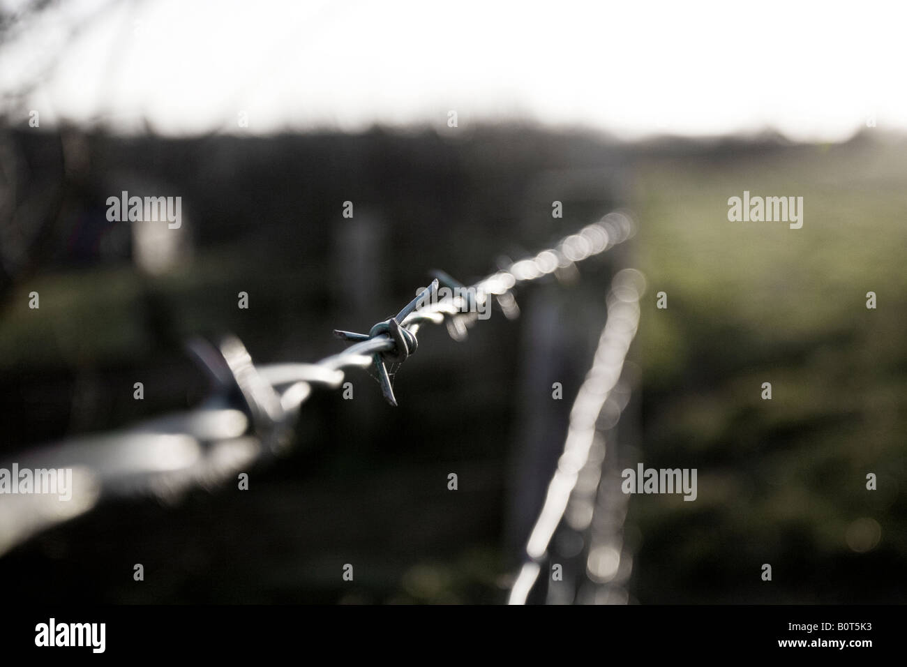 Barbed wire in a field Stock Photo - Alamy