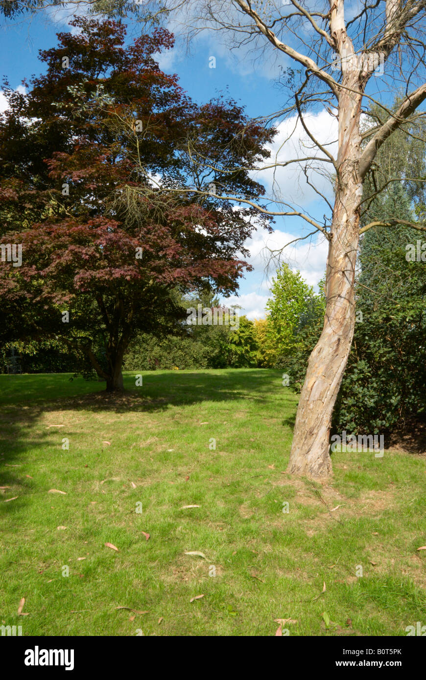 Twisted tree trunk Stock Photo - Alamy