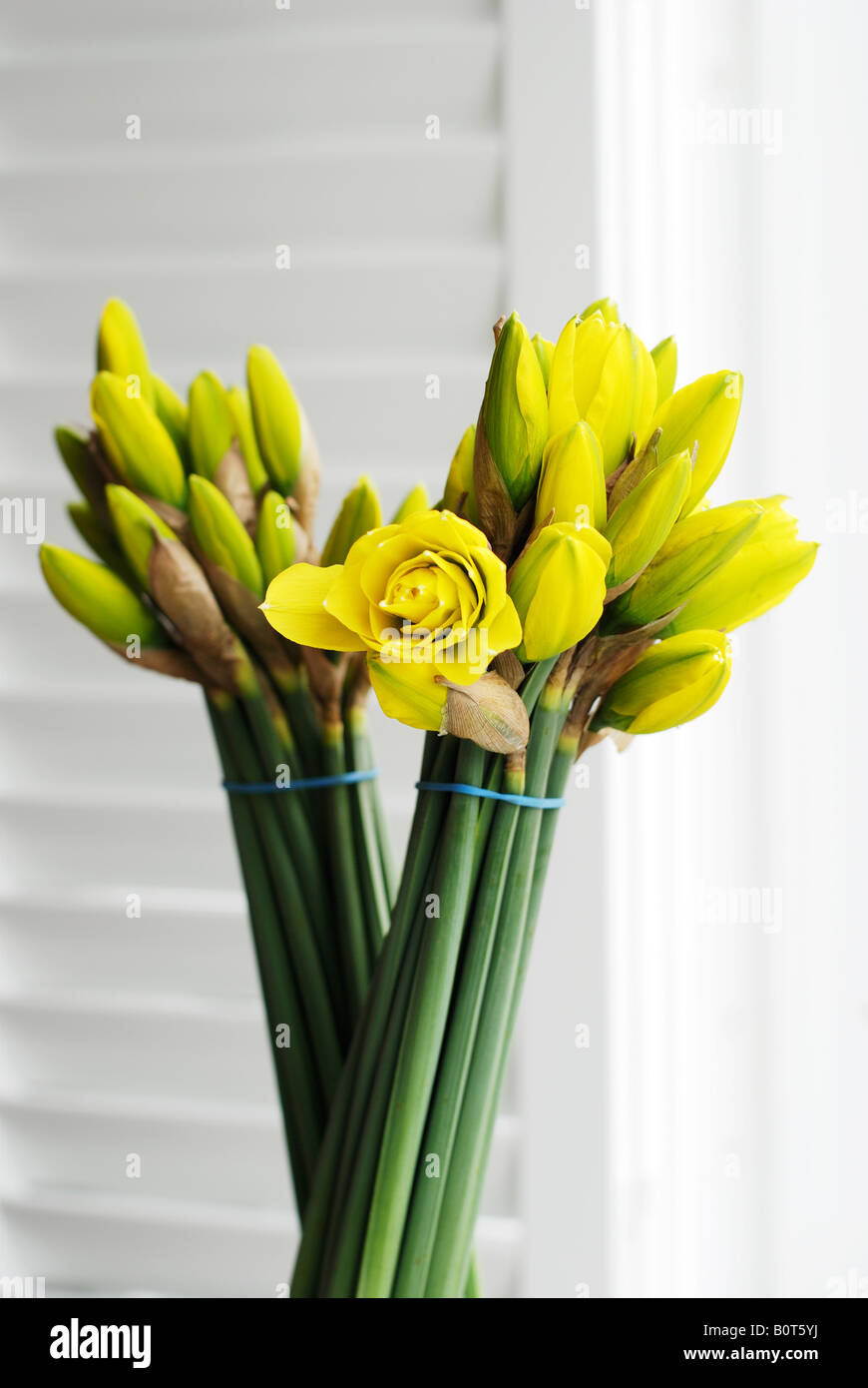 Freshly cut daffodils hi-res stock photography and images - Alamy