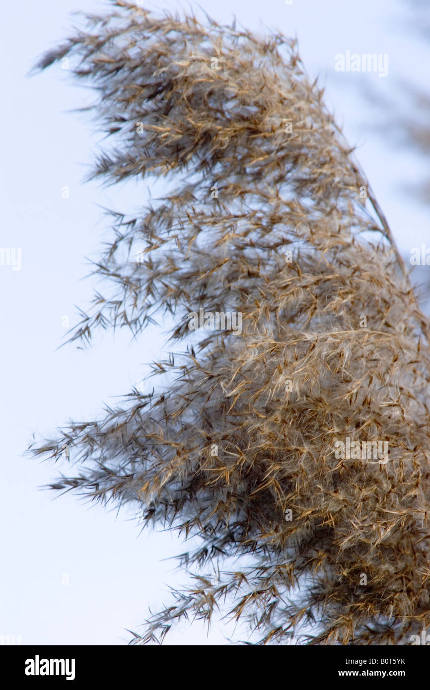 Common Reed Phragmites australis seed head Stock Photo - Alamy