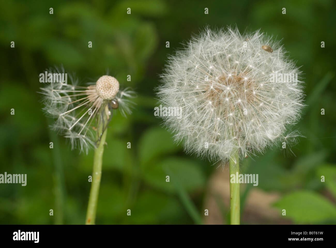 Dandelion flower before and after releasing seeds Stock Photo - Alamy