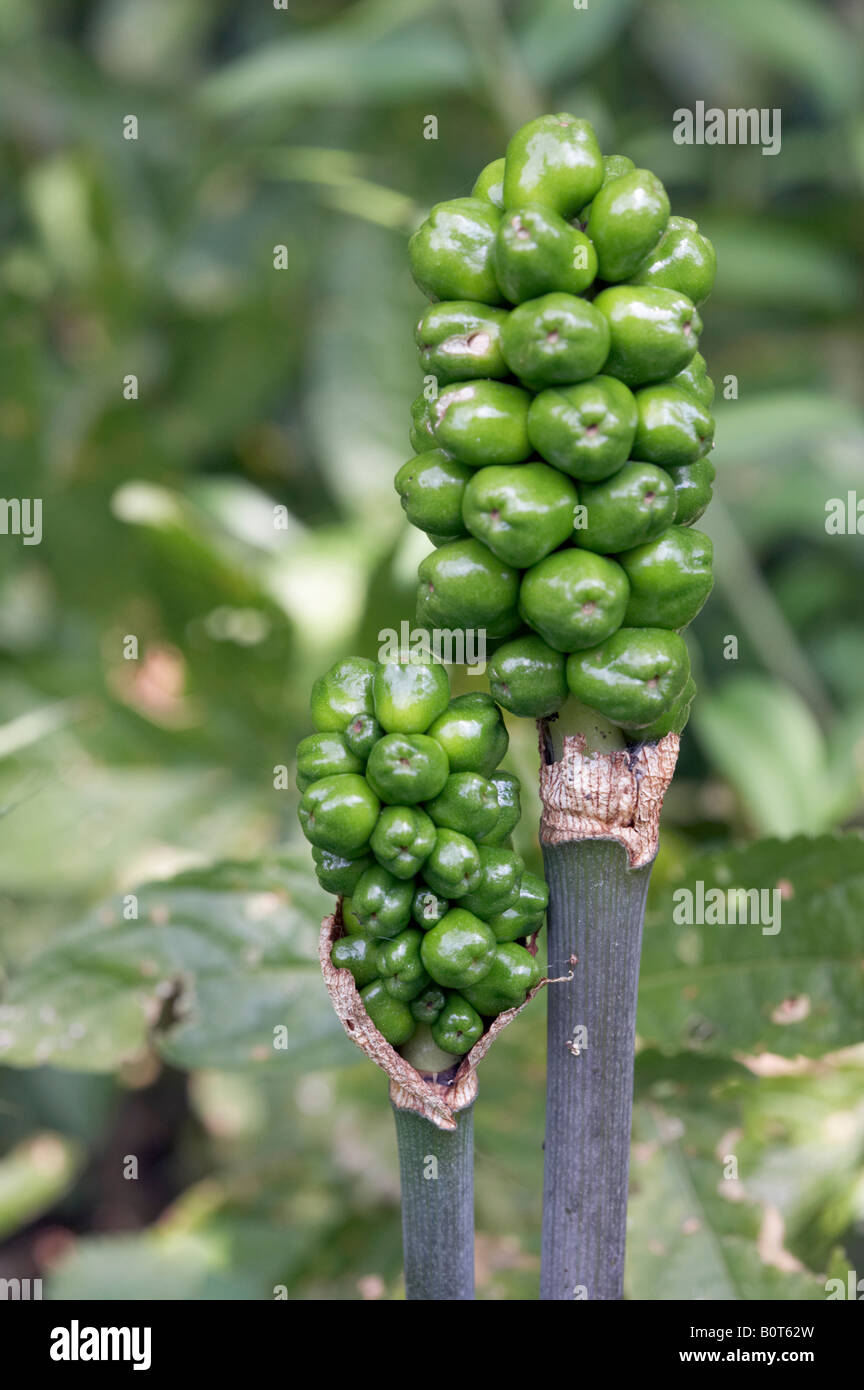 Lords and ladies Arum maculatum seed heads Stock Photo - Alamy