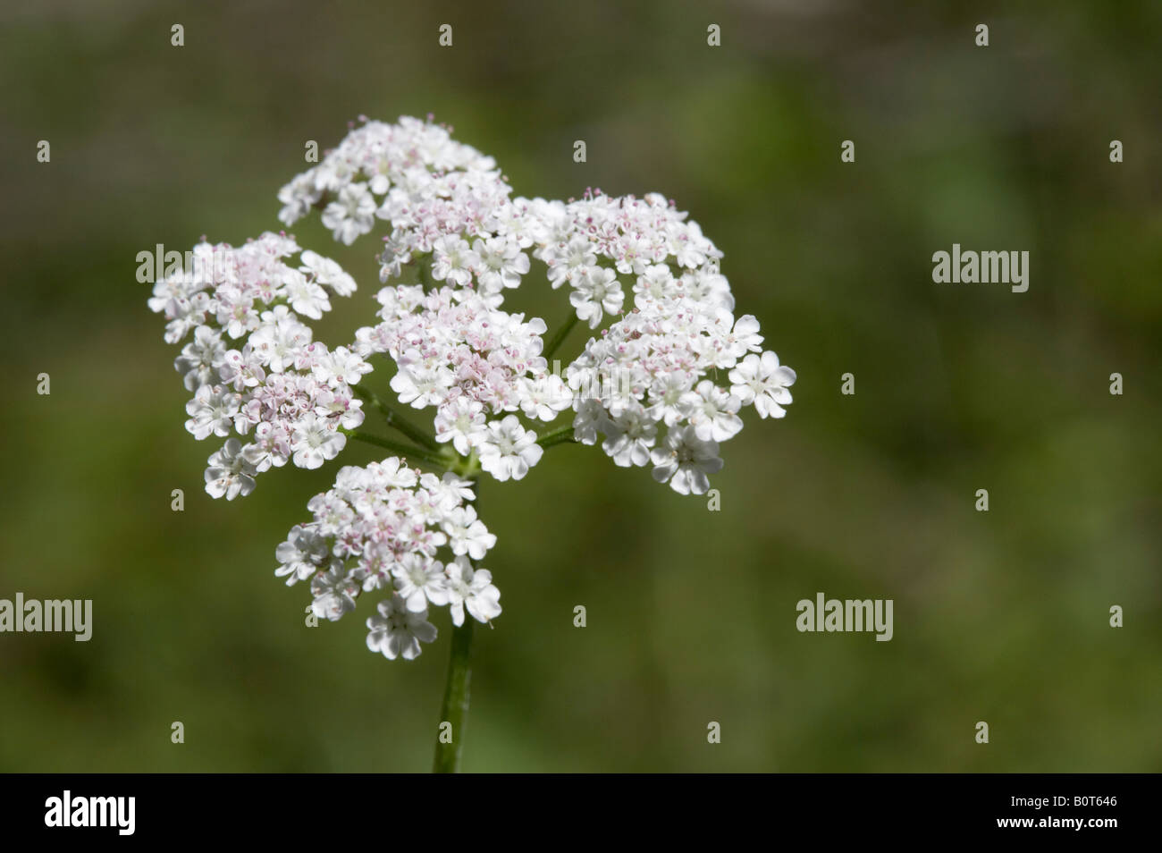 Hedge Parsley Torilis japonica flower Stock Photo - Alamy