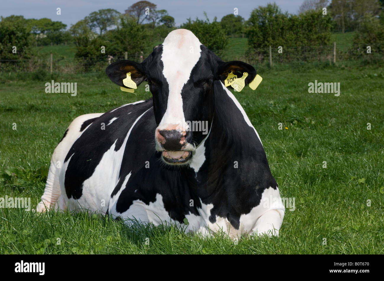 Sit cow hi-res stock photography and images - Alamy