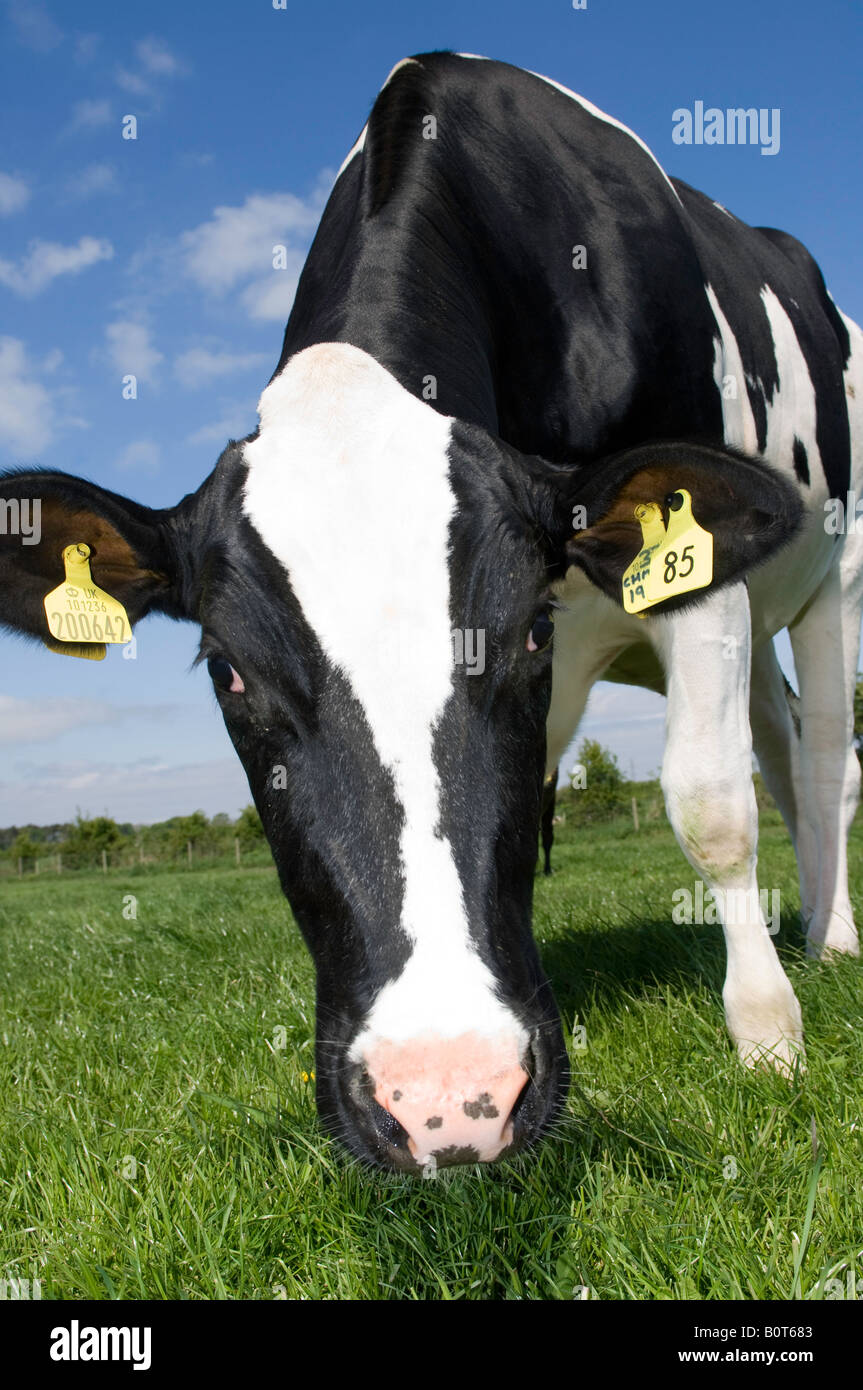 Udder holstein friesian cow milking hi-res stock photography and images ...