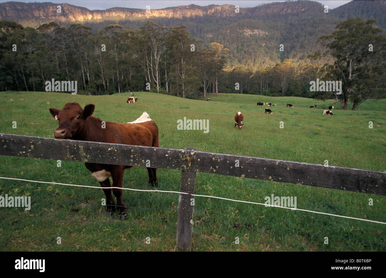 Australia cattle ranch kangaroo hi-res stock photography and images - Alamy