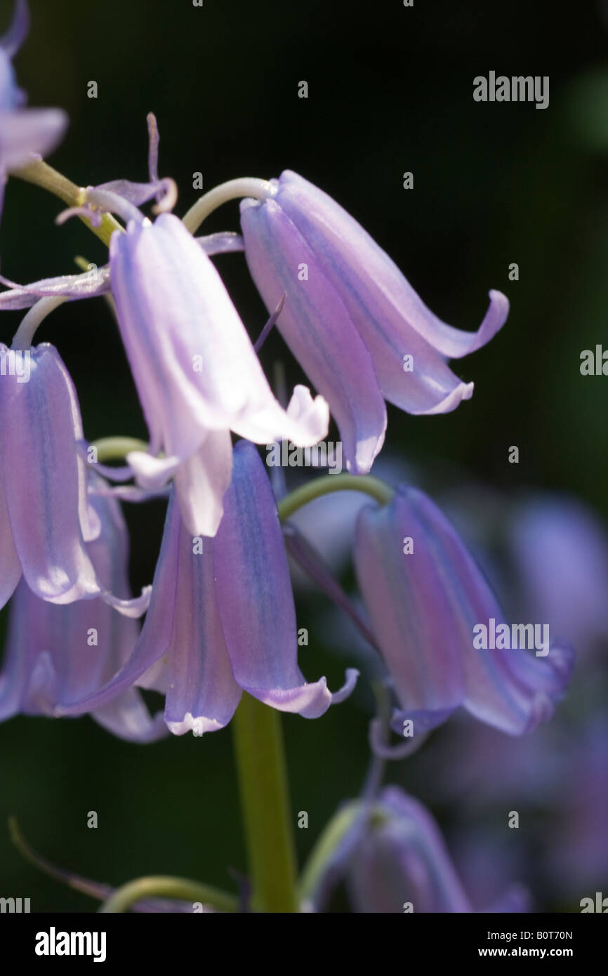 Closeup of spanish bluebell flowers. Hyacinthoides hispanica, syn ...