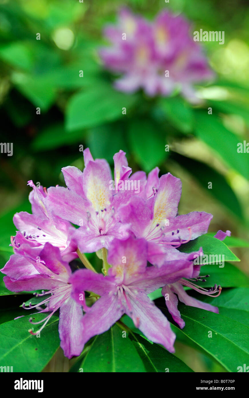 Mauve rhododendron hi-res stock photography and images - Alamy