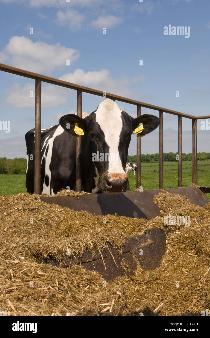 Holstein cow feeding in an outdoor silage feeder Carlisle England Stock ...