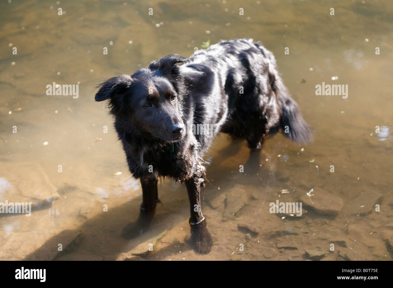 Dog cooling off in stream Stock Photo - Alamy