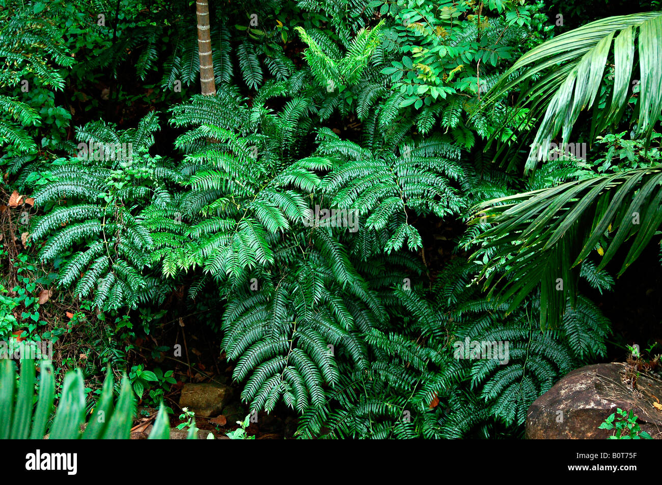 Ferns of india hi-res stock photography and images - Alamy