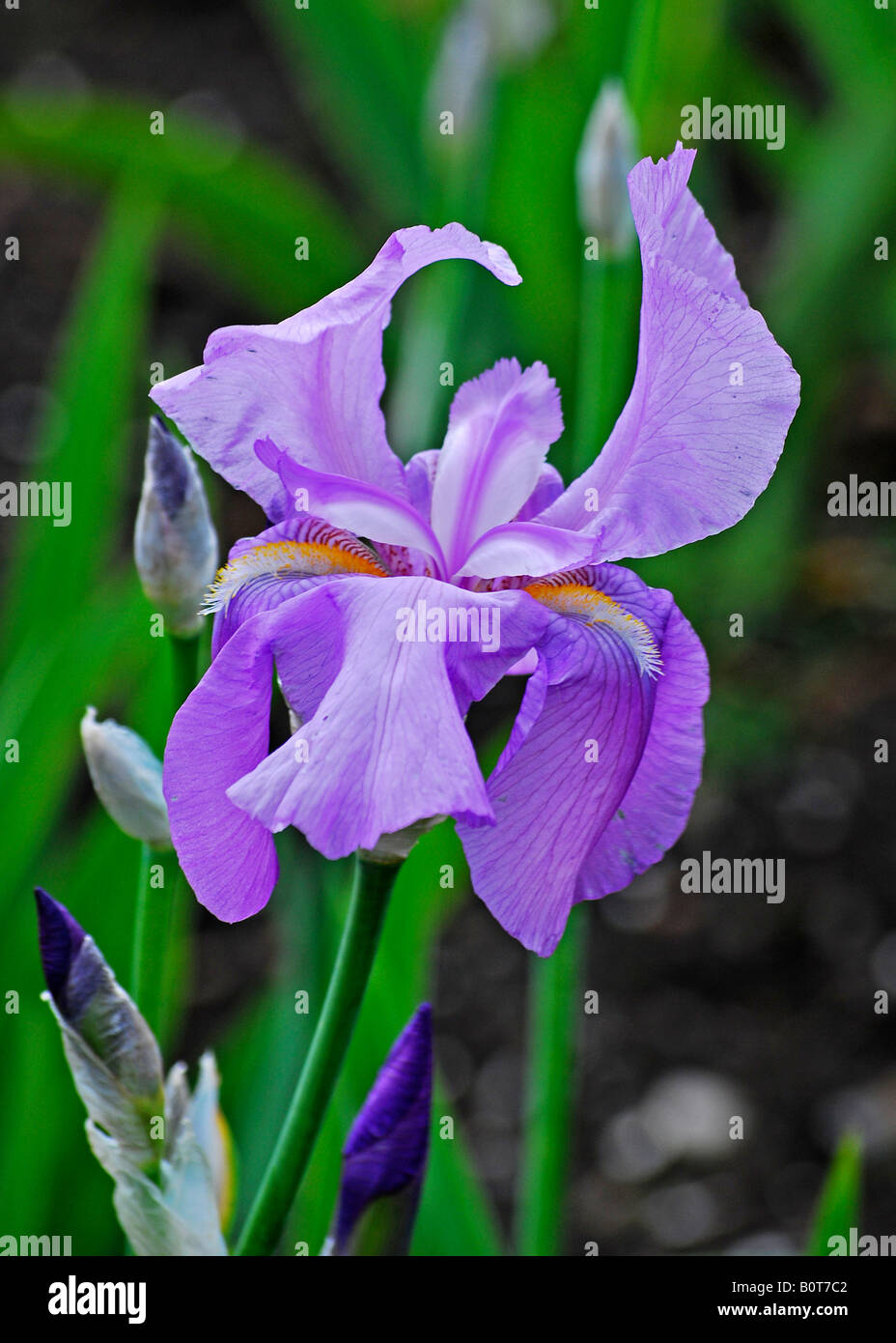Lord warden hi-res stock photography and images - Alamy