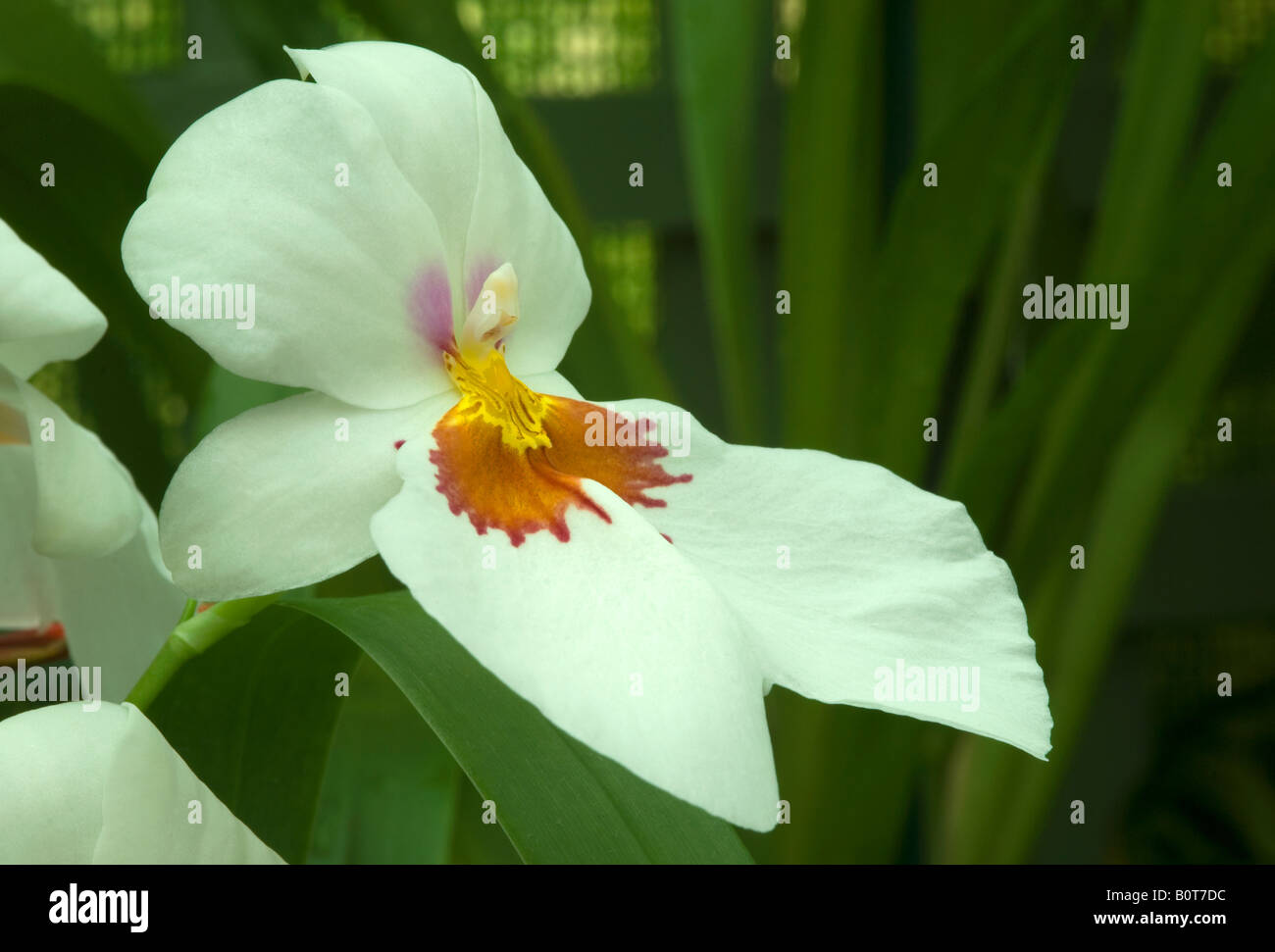 Miltoniopsis hi-res stock photography and images - Alamy