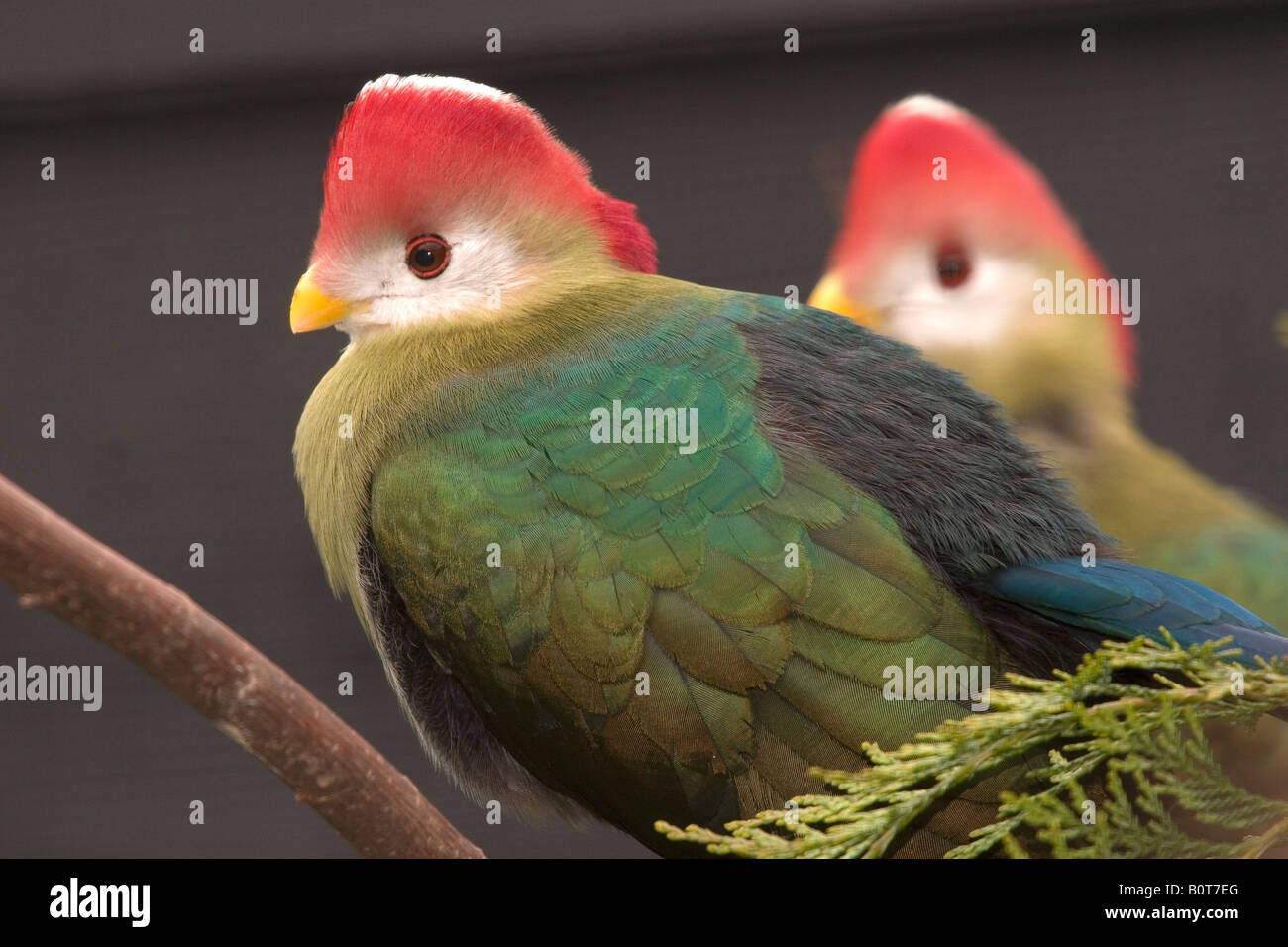 Birdlife of woodlands hi-res stock photography and images - Alamy