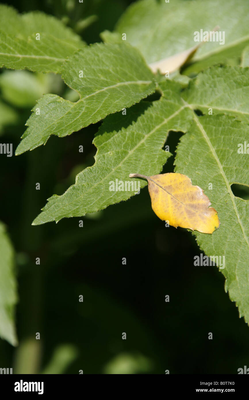 one single fallen leaf on green plant in field Stock Photo - Alamy