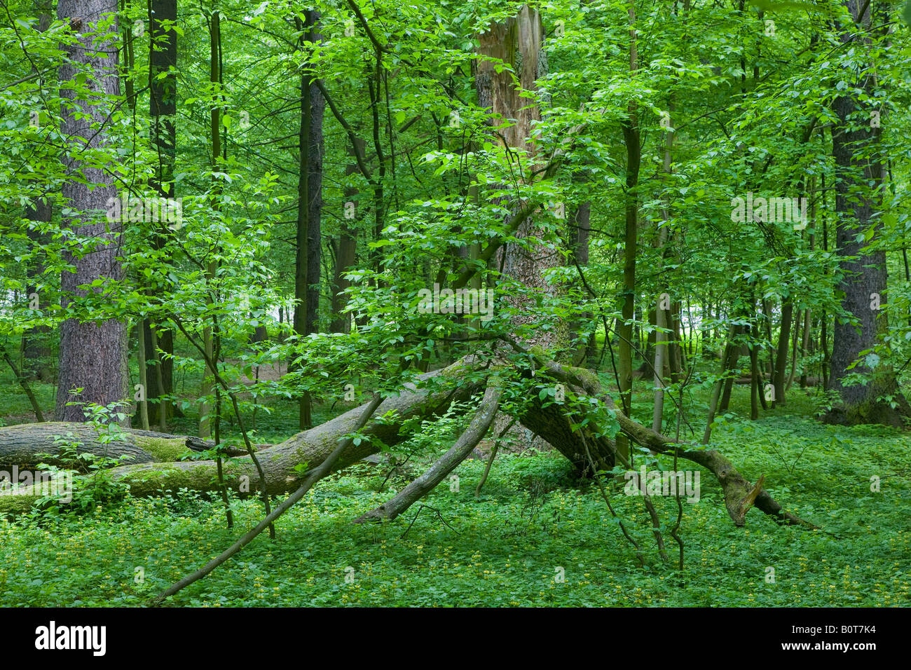 Broken oak tree branch lying with old spruce trees in background ...