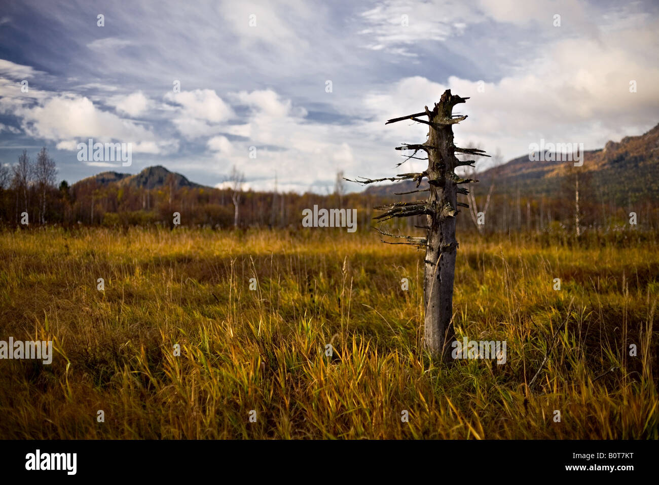 Bog dead landscape loneliness hi-res stock photography and images - Alamy