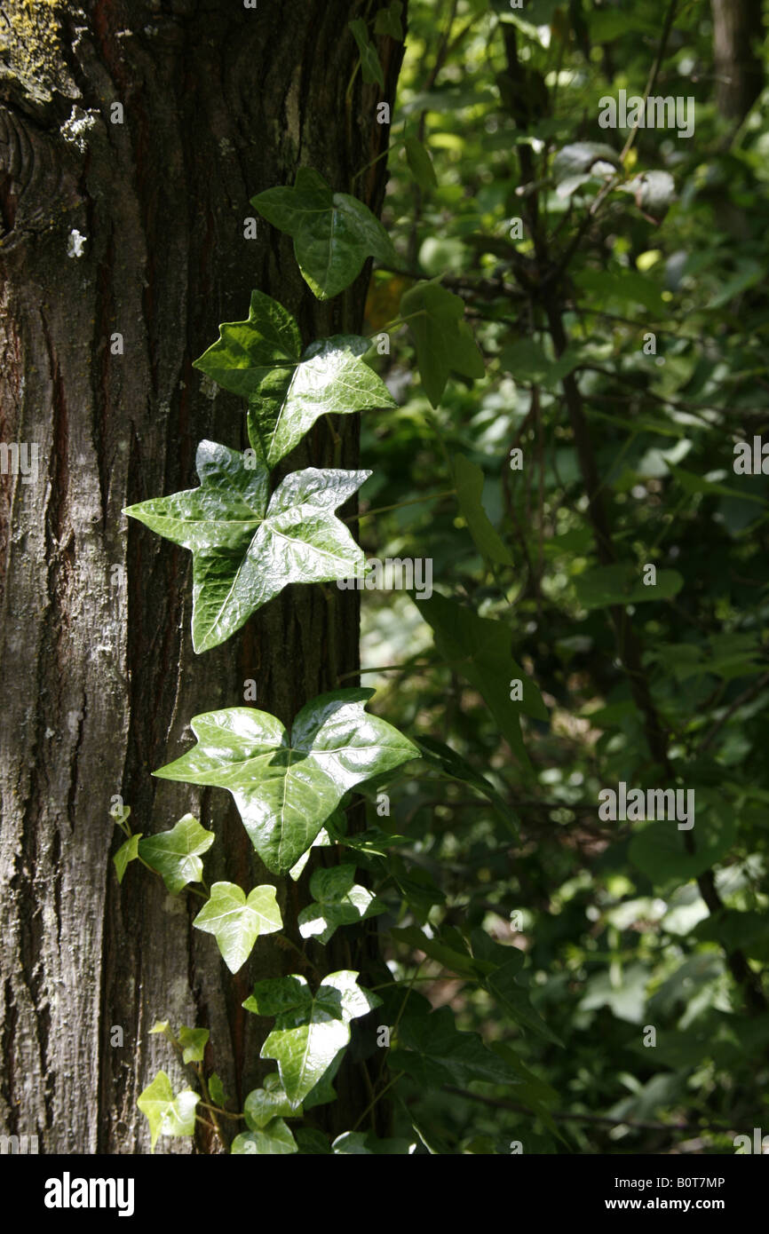 ivy plant growing on tree in dark forest Stock Photo - Alamy