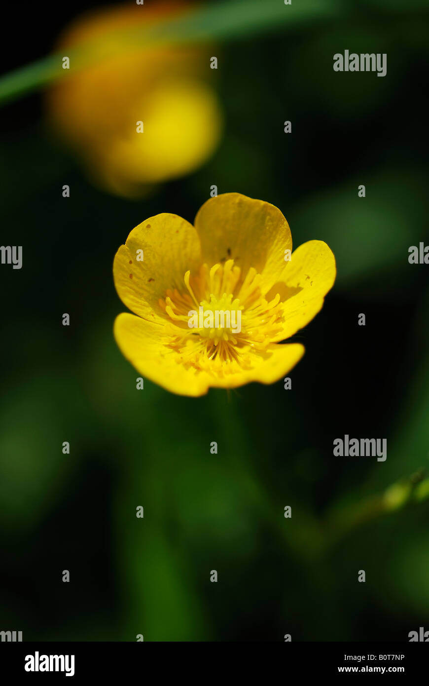 Wild buttercup hi-res stock photography and images - Alamy