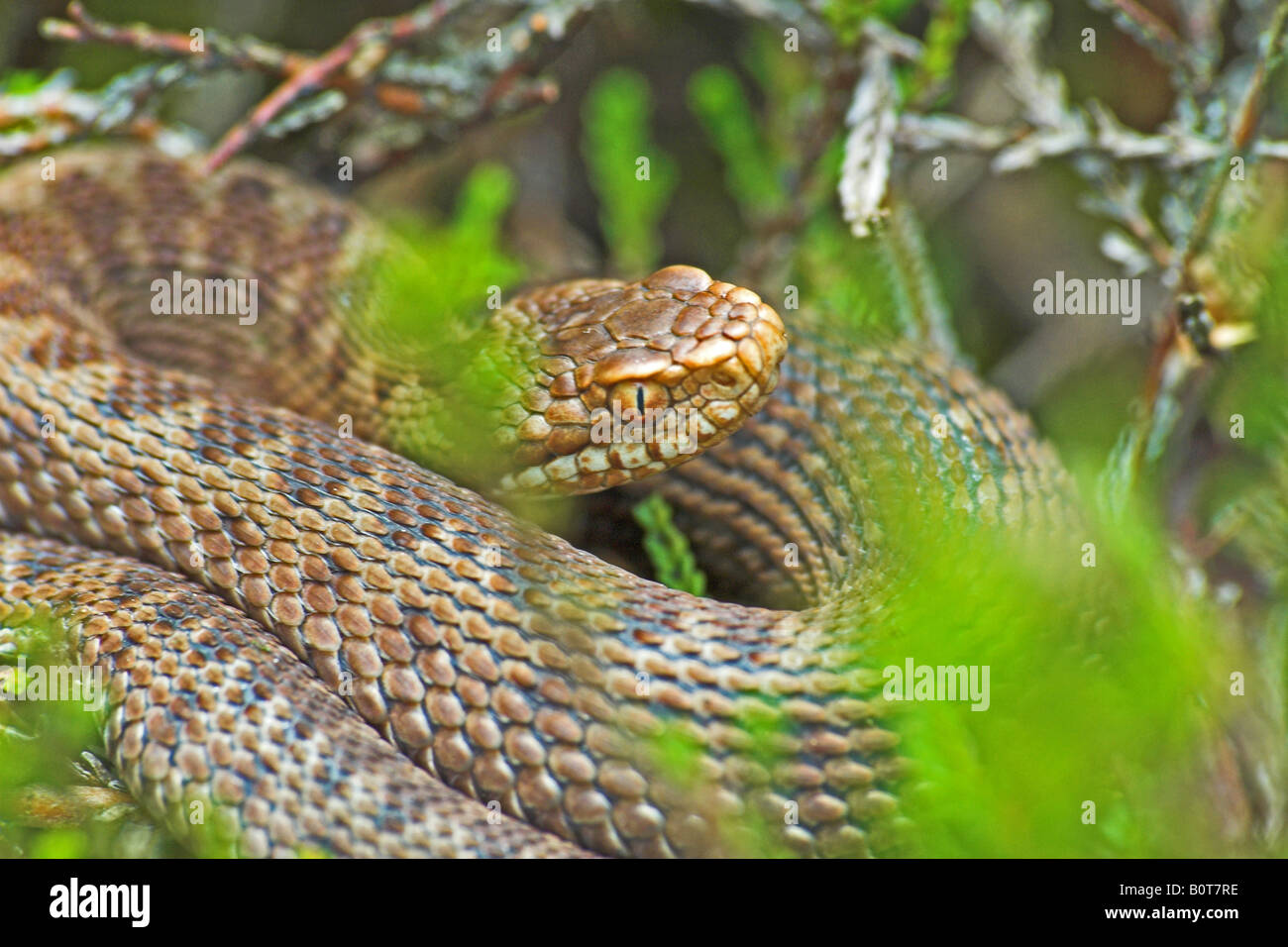 Adder basking hi-res stock photography and images - Alamy