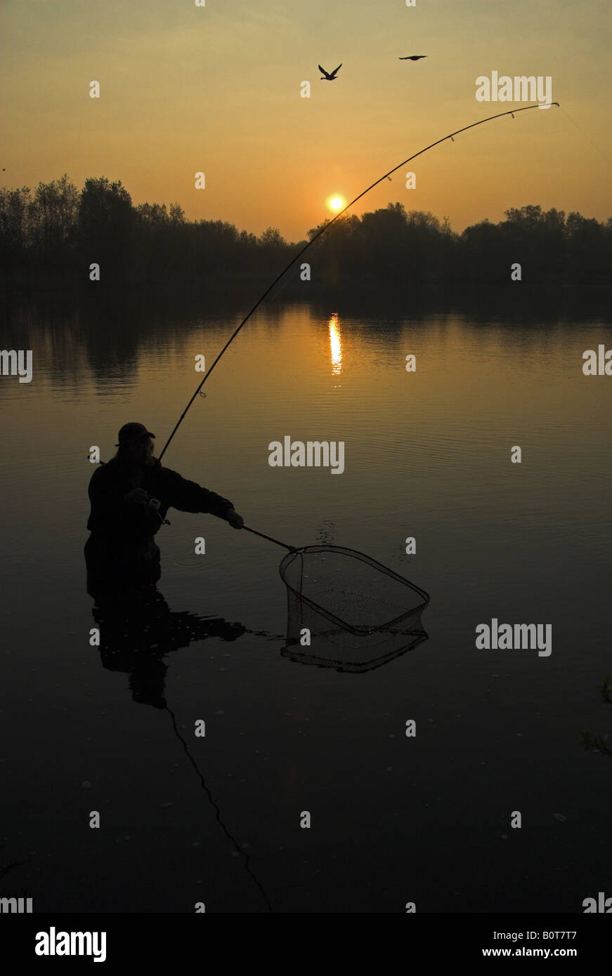 angler netting a fish at dawn Stock Photo - Alamy