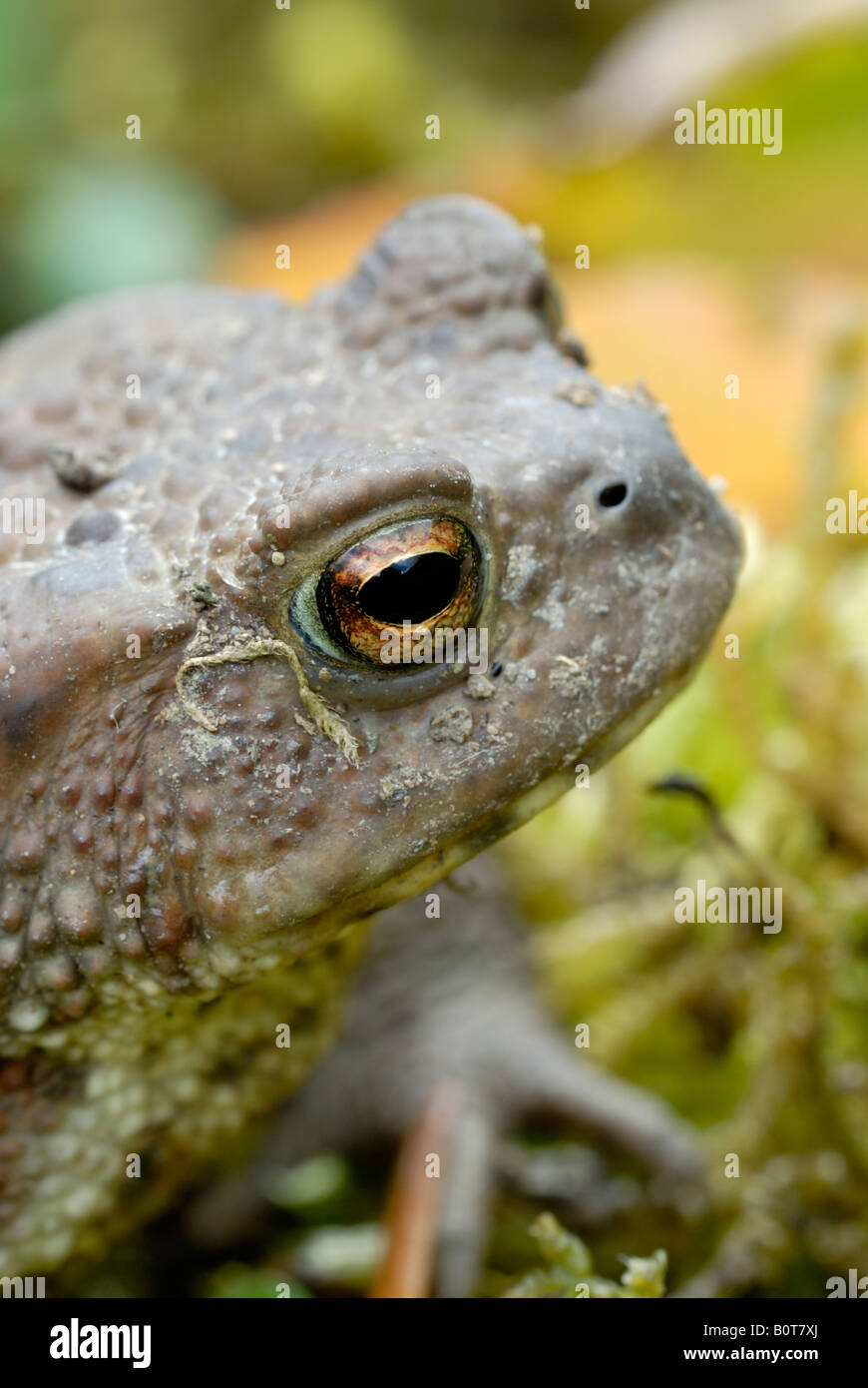 British common toad hi-res stock photography and images - Alamy