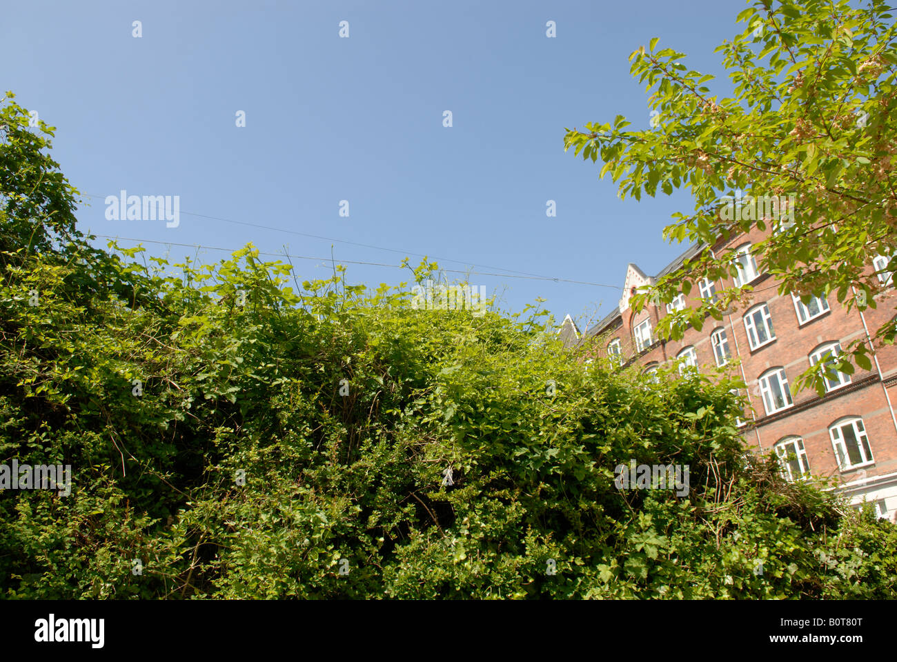 OVERGROWN AND URBAN Stock Photo - Alamy