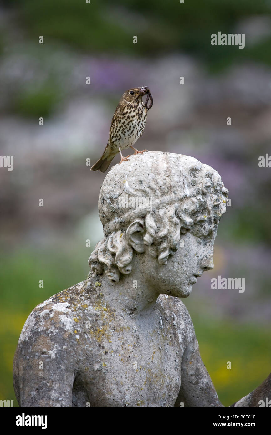 Song Thrush Bird with Worm in Mouth on Statue Duffryn House Gardens ...