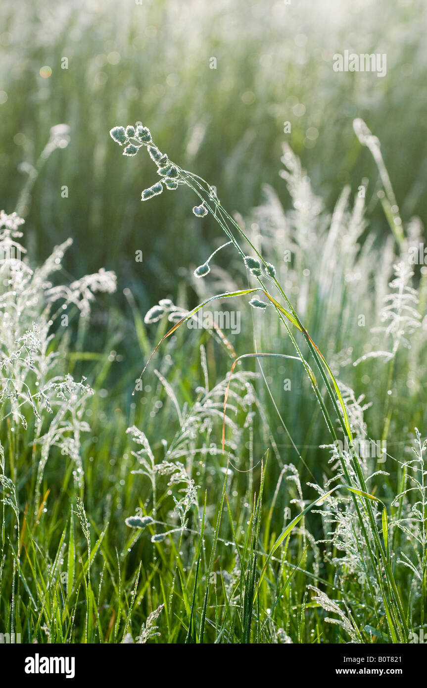 Dew covered grass, France Stock Photo - Alamy