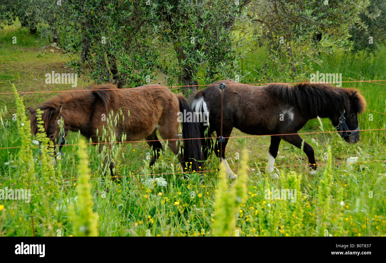 Two Falabella miniature horses in meadow Stock Photo - Alamy