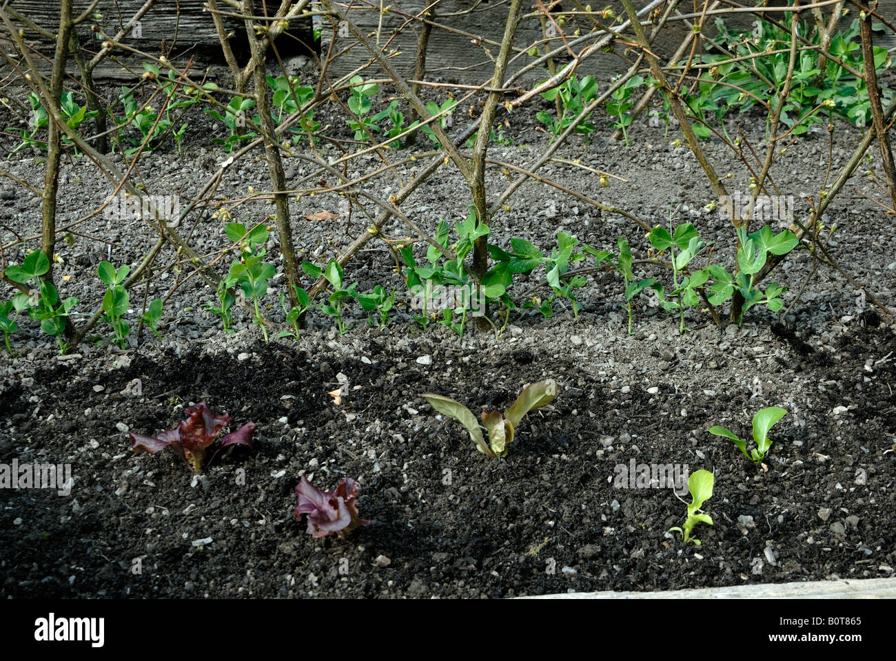 Hazel pea sticks hi-res stock photography and images - Alamy