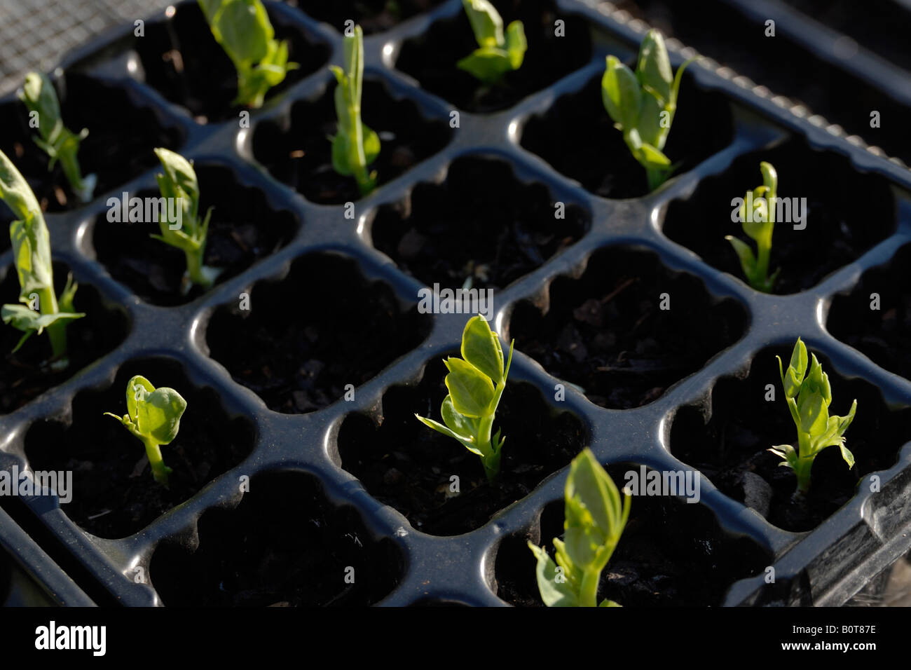 Pea seedlings growing in cells Stock Photo - Alamy