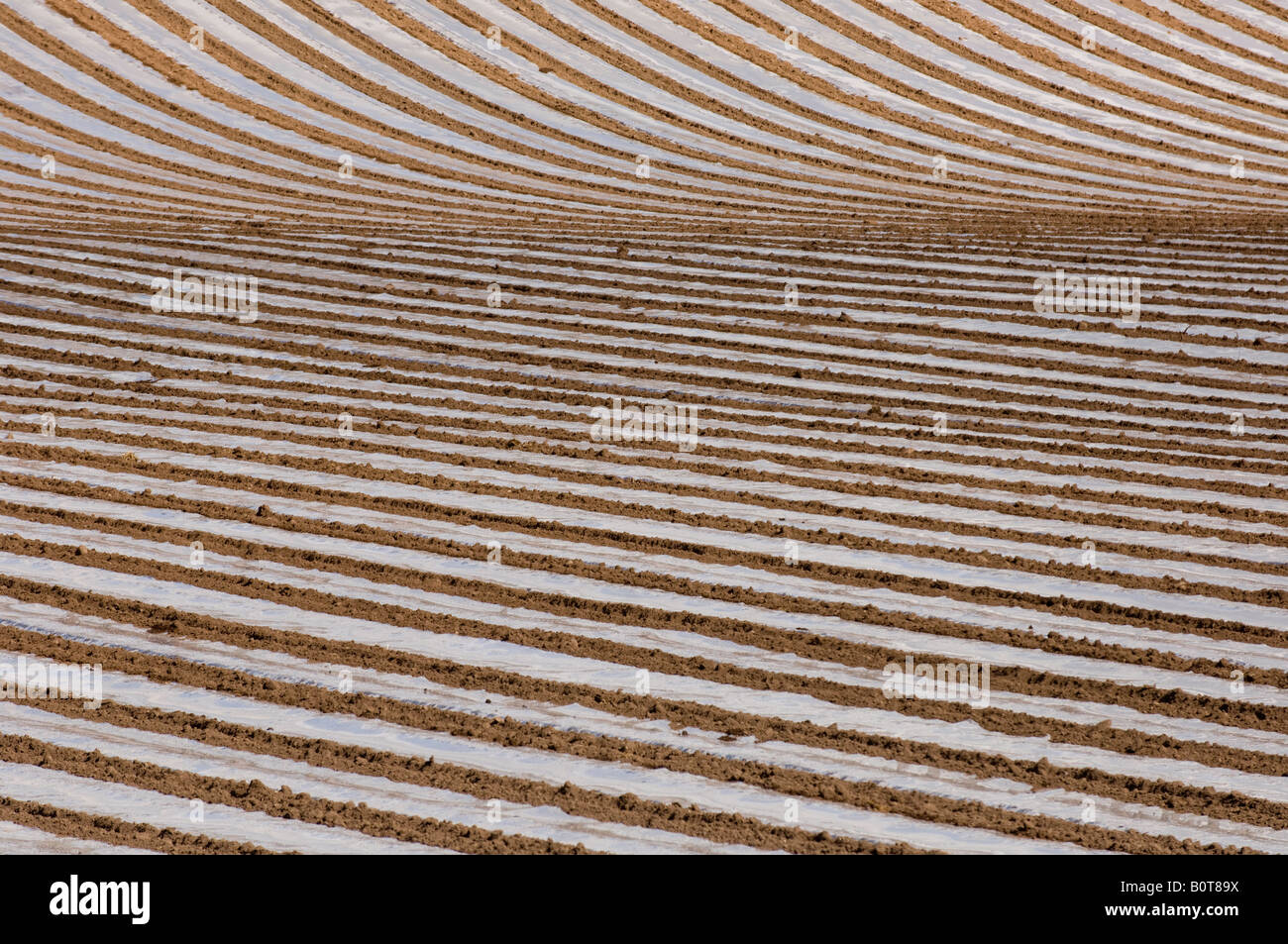 Plastic sheeting applied to cover up Maize seed as a weather protection ...