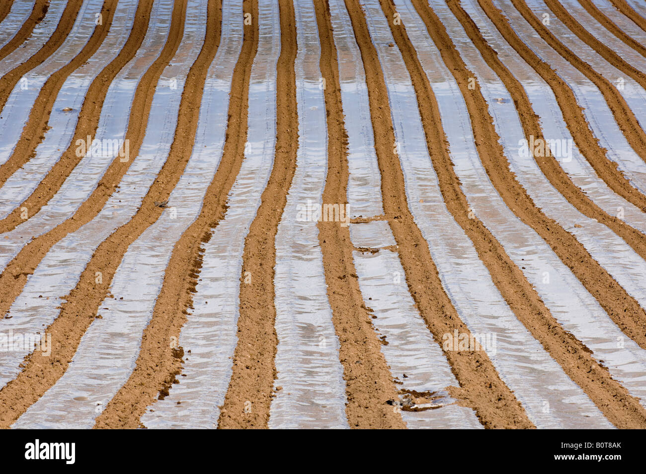 Plastic sheeting applied to cover up Maize seed as a weather protection ...