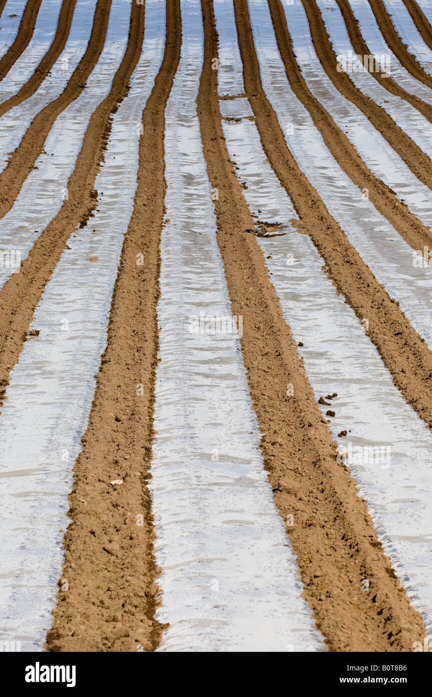 Plastic sheeting applied to cover up Maize seed as a weather protection ...