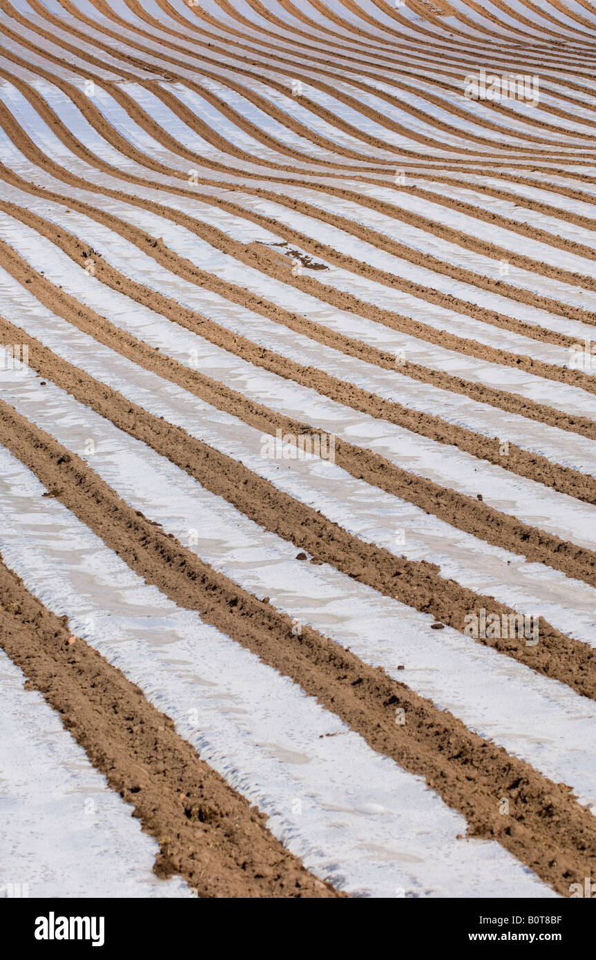 Plastic sheeting applied to cover up Maize seed as a weather protection ...