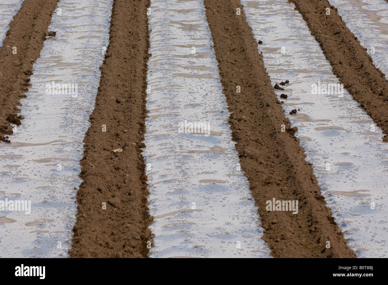 Plastic sheeting applied to cover up Maize seed as a weather protection ...